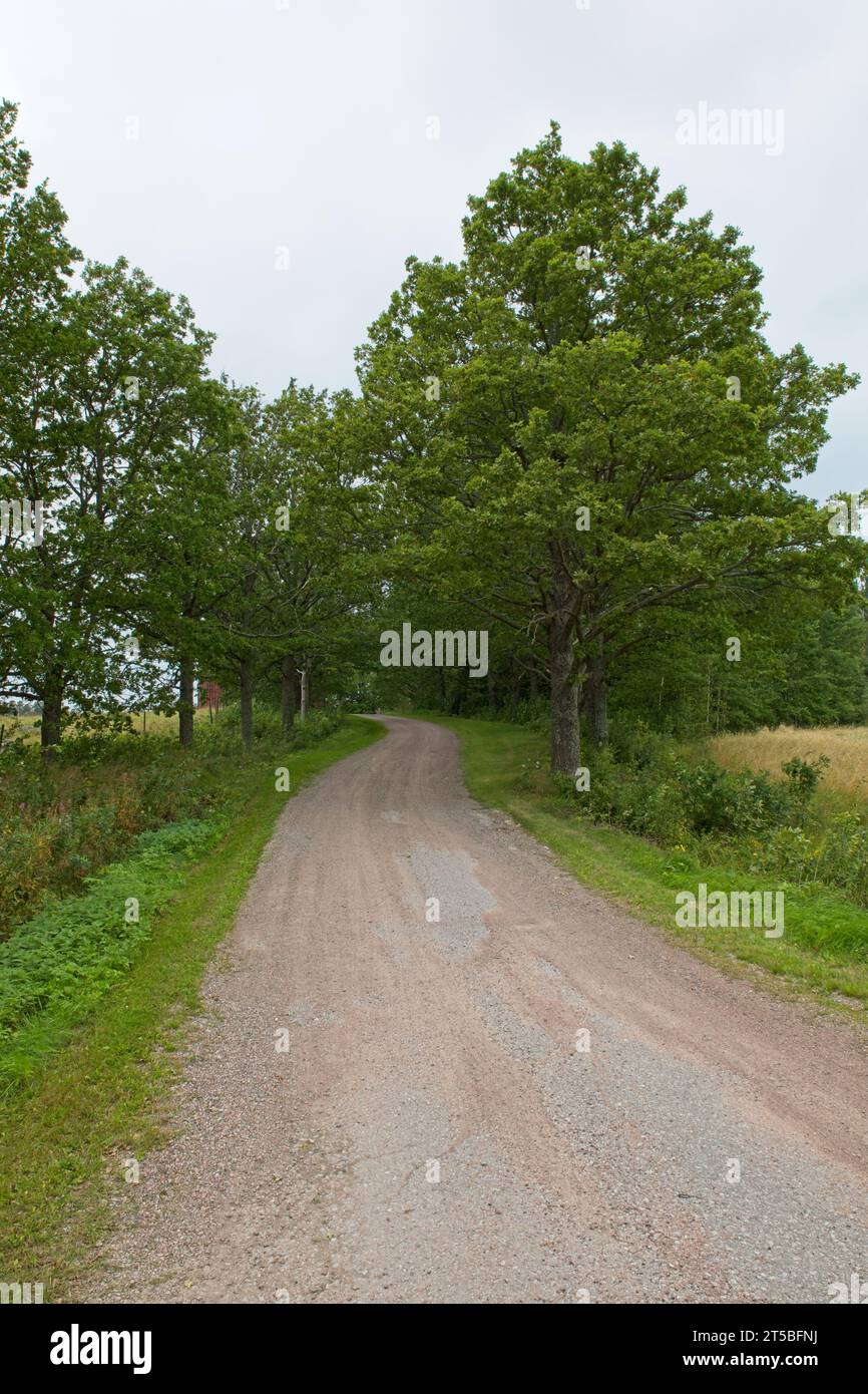 Gravel road by trees hi-res stock photography and images - Alamy