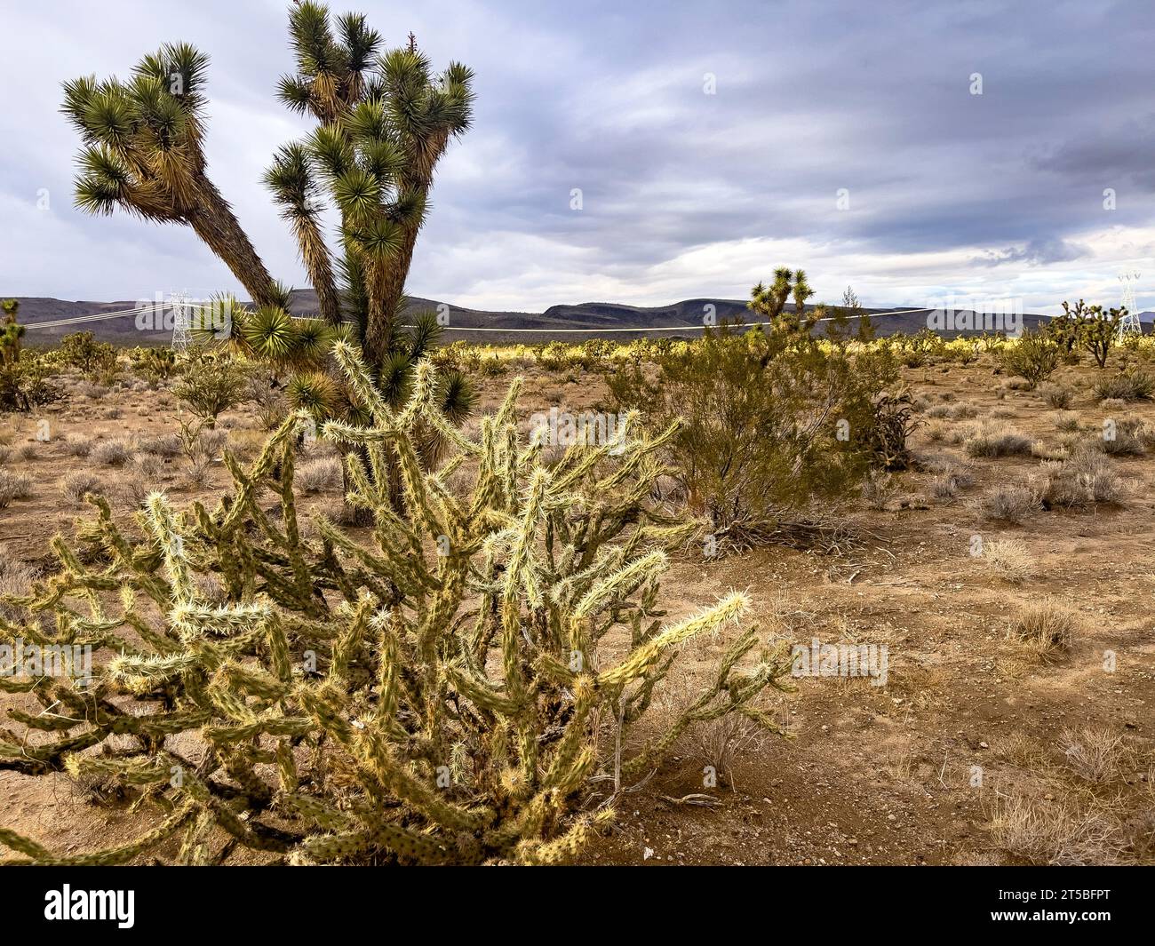 The Joshua tree in the Mojave Desert in the state of Nevada, in the ...