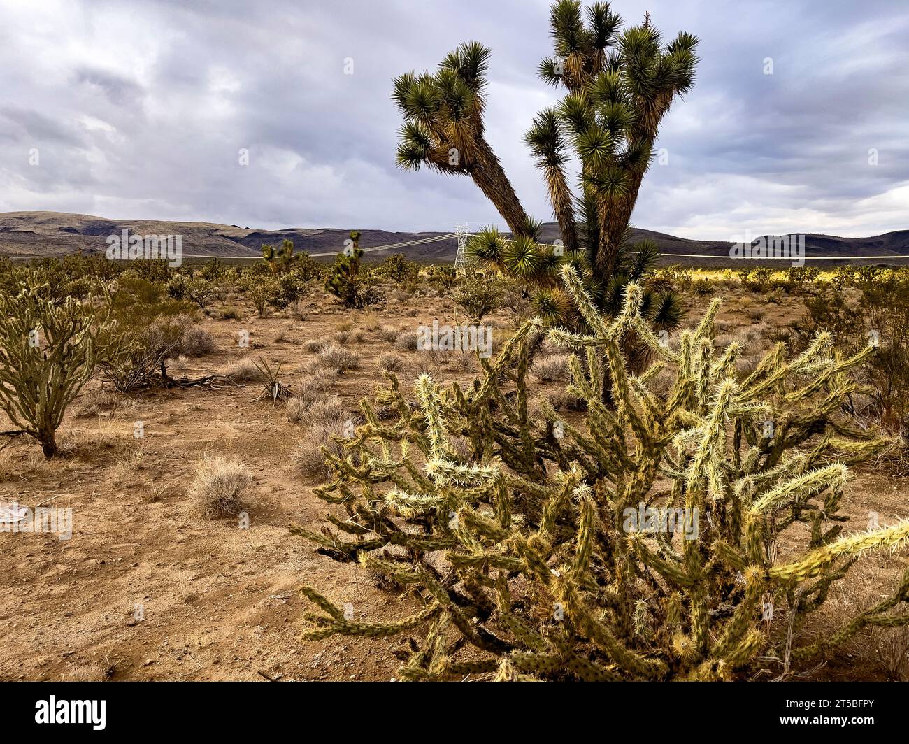 Beautiful scenery of a Joshua tree in the middle of the Mojave Desert ...