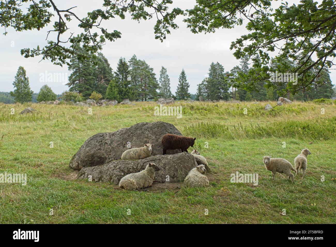 Sheep lying down and standing on rock and grass on farmland Stock Photo ...