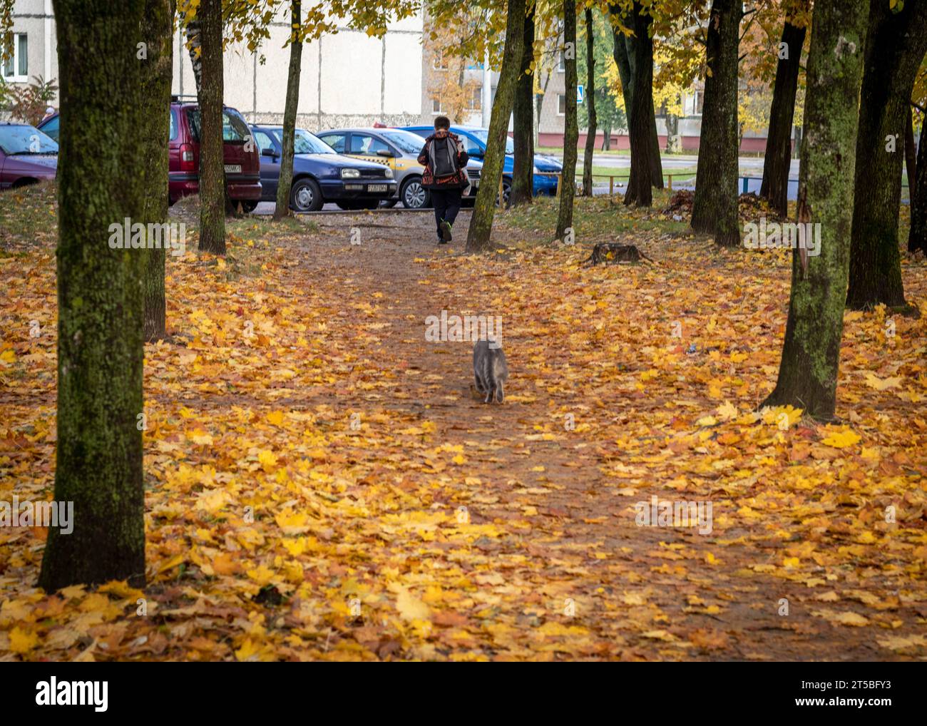 Boy chasing cat hi-res stock photography and images - Alamy
