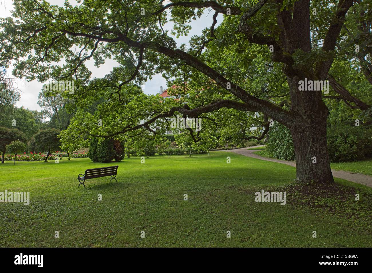 Park bench under a tree branch in summer park Stock Photo - Alamy