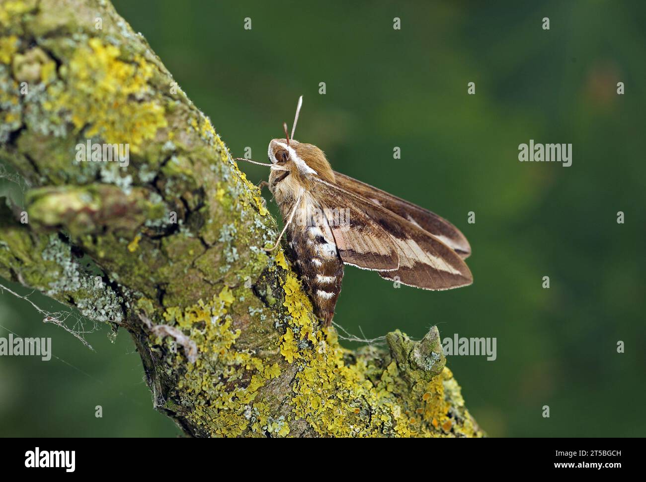Bedstraw Hawk-moth (Hyles gallii) adult on branch with wings raised ...
