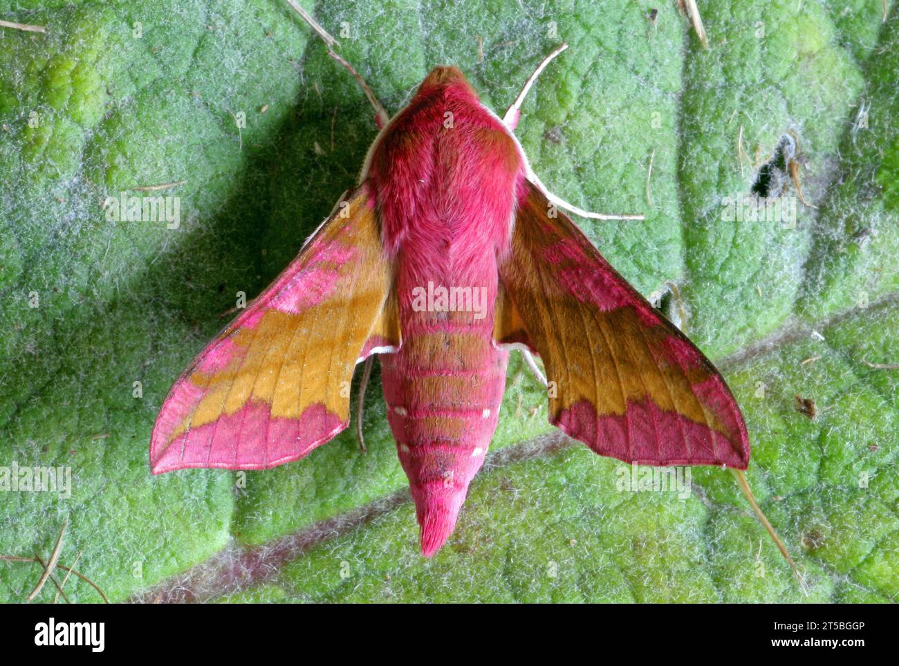 Small Elephant Hawk-moth (Deilephila porcellus) adult at rest on leaf ...