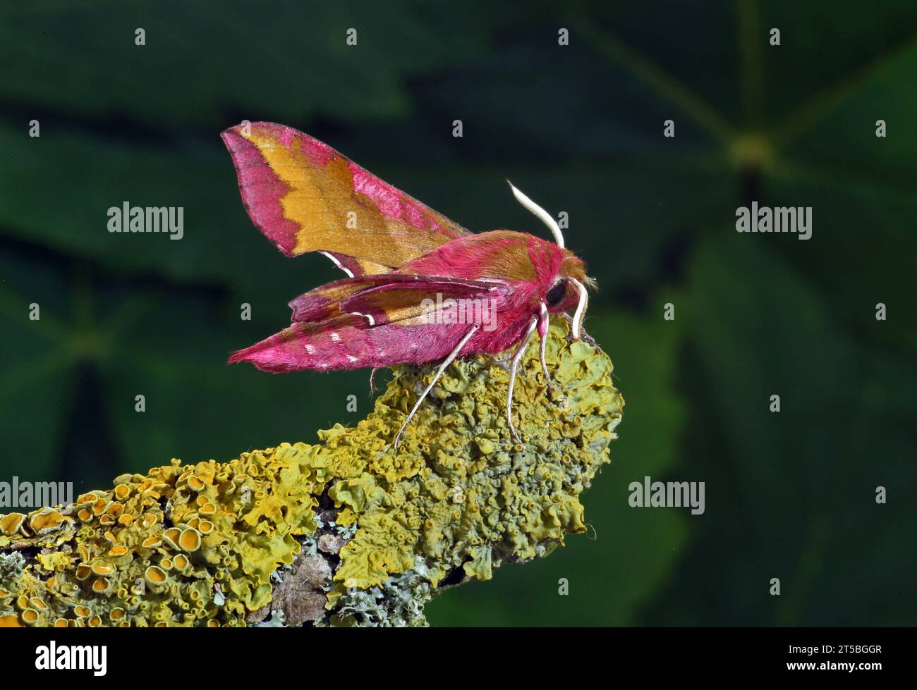 Small Elephant Hawk-moth (Deilephila porcellus) adult at rest on lichen ...