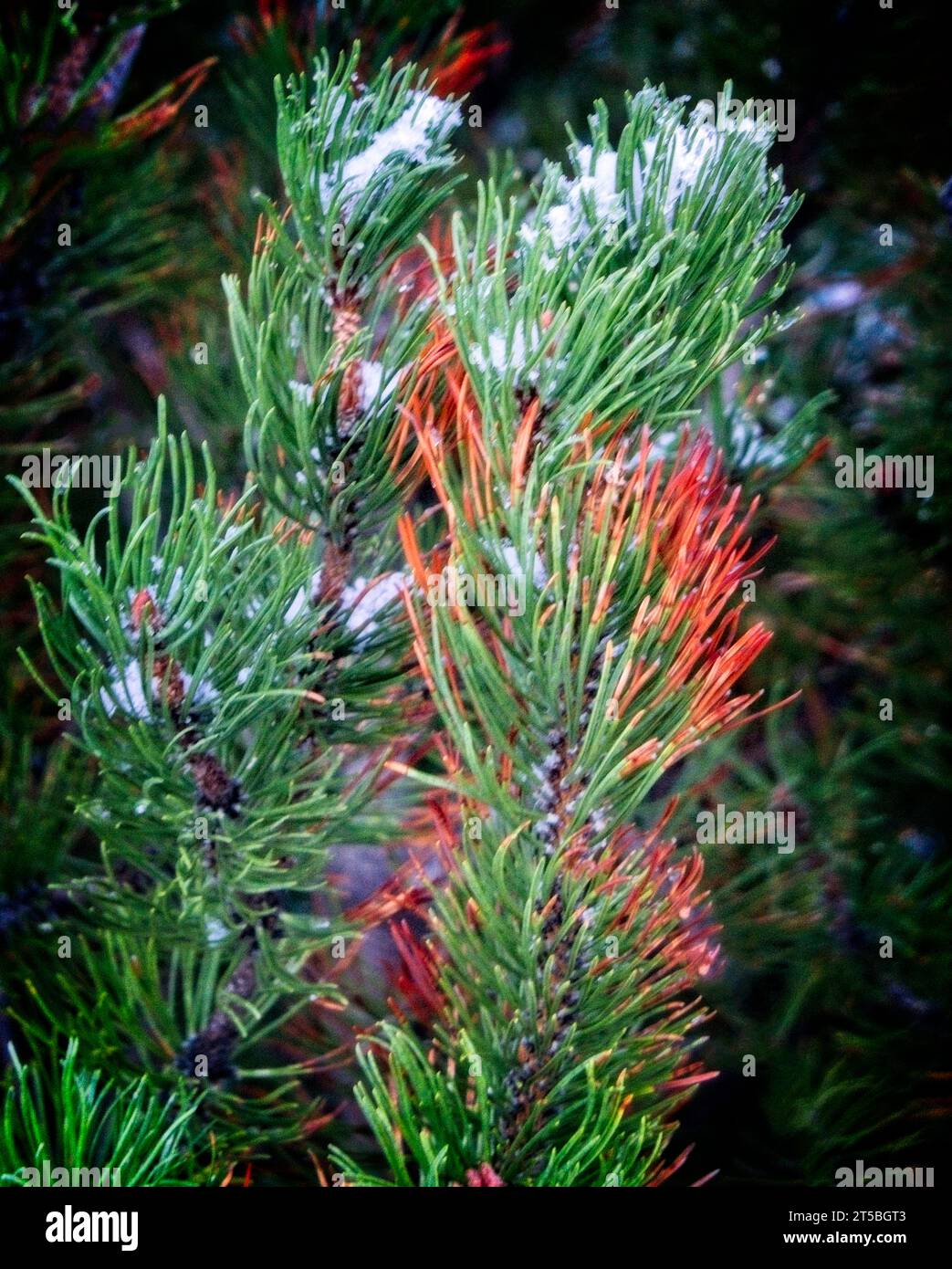 Evergreen calgary hi-res stock photography and images - Alamy