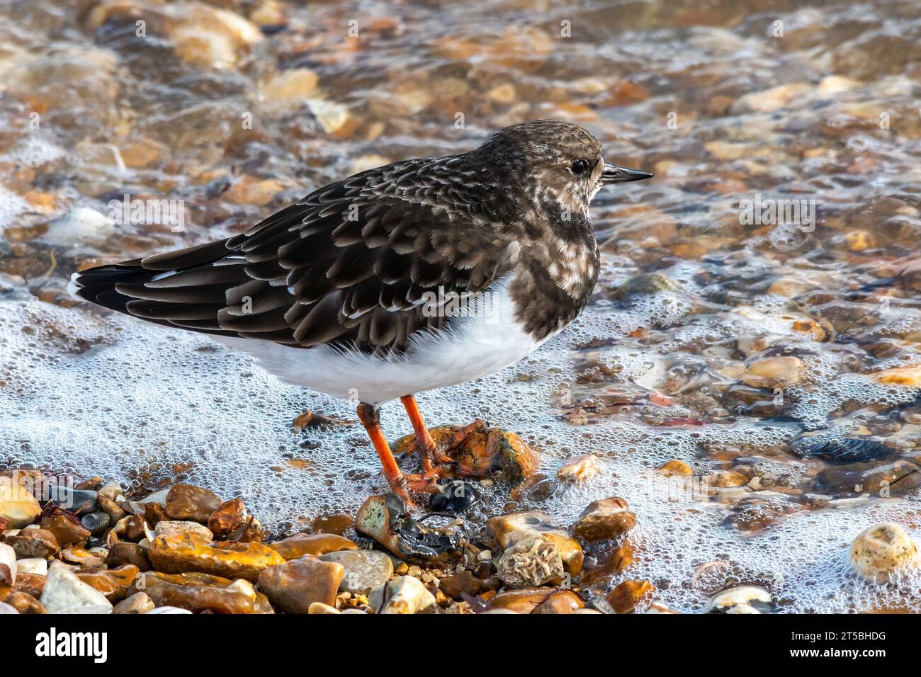 A turnstone (Arenaria interpres) wading bird on Hill Head Beach ...