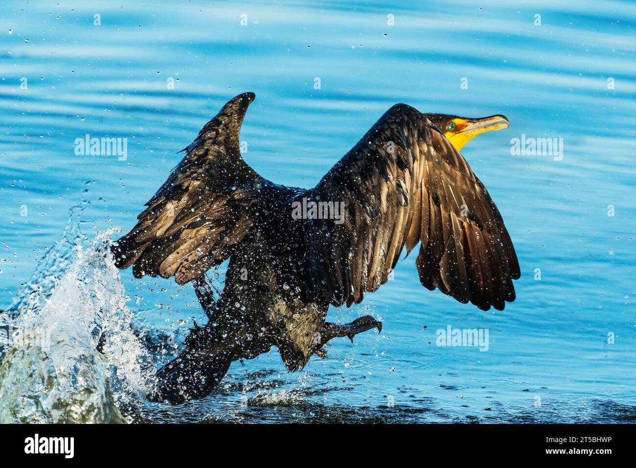 Double-crested cormorant take-off flight Stock Photo - Alamy