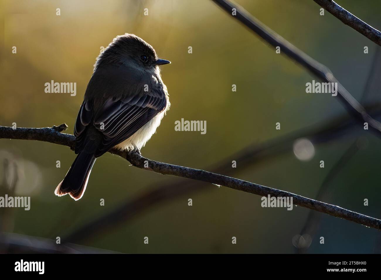 Back-lit Eastern Phoebe during autumn migration Stock Photo - Alamy