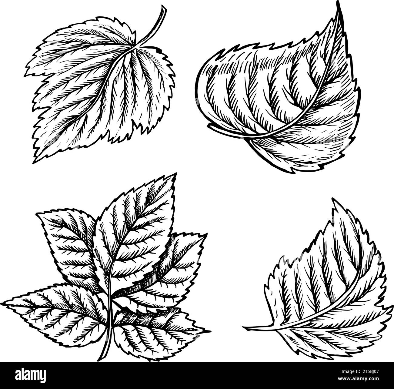 Set of raspberry leaves, hand drawn black and white graphic vector ...