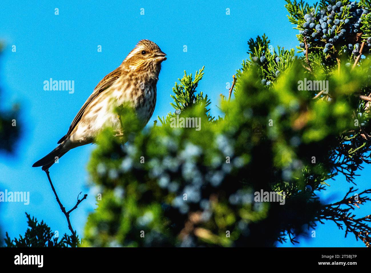 Female purple finch feeding on eastern red cedar berries during fall ...