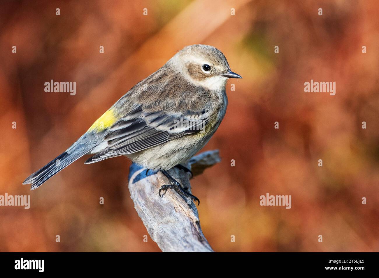 Yellow-rumped warbler during fall migration Stock Photo - Alamy