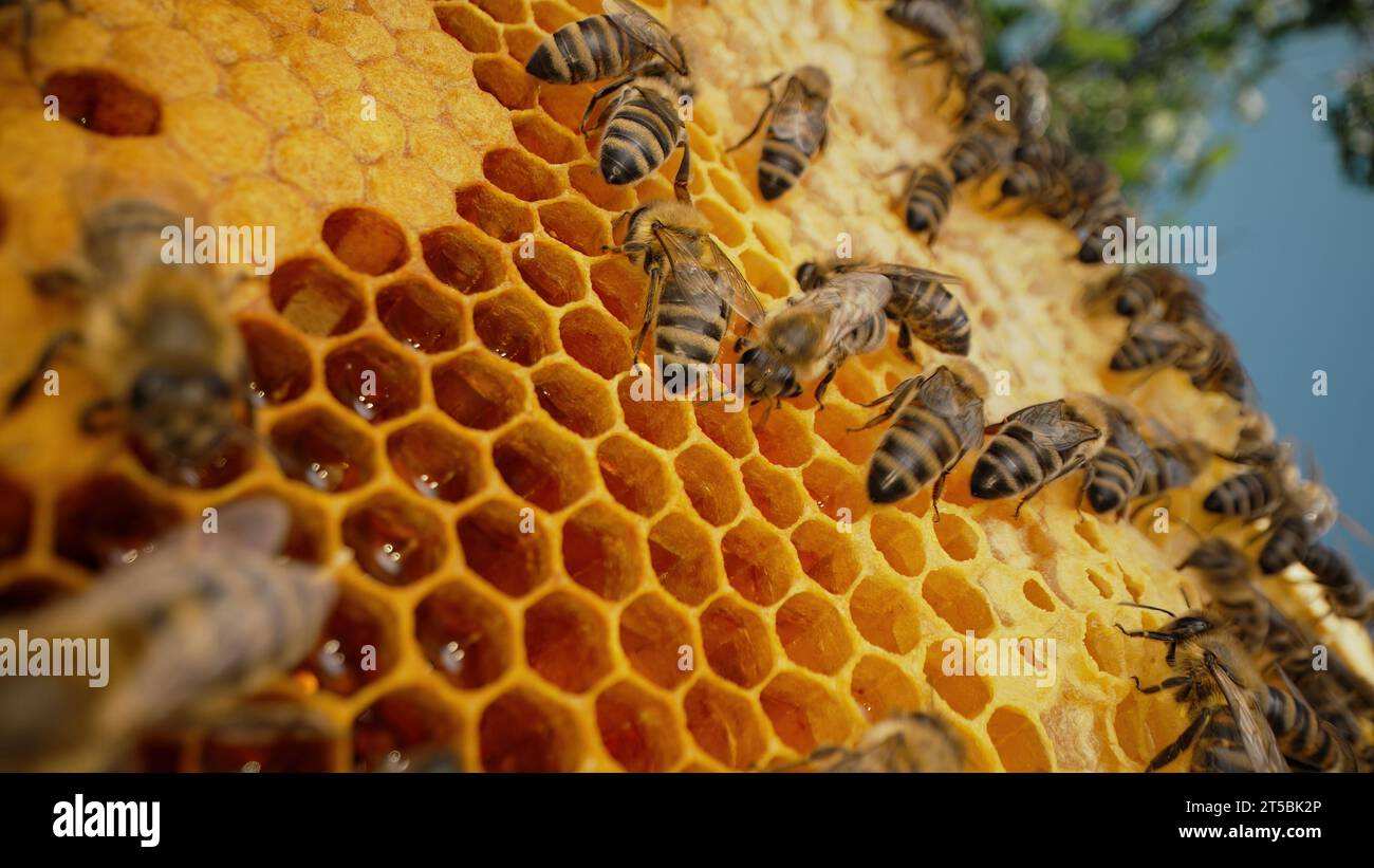 Bee working on honeycomb in apiary. Life of Carniolan honey bee in hive ...