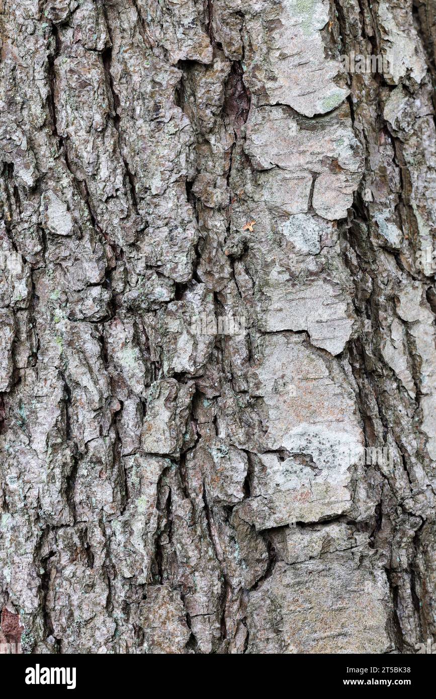 Common alder tree bark hi-res stock photography and images - Alamy