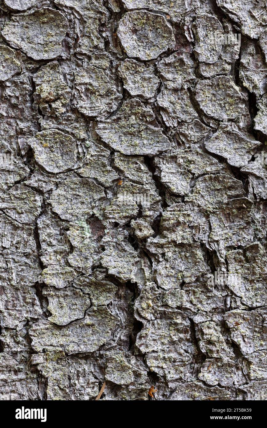 Norway spruce bark Stock Photo - Alamy