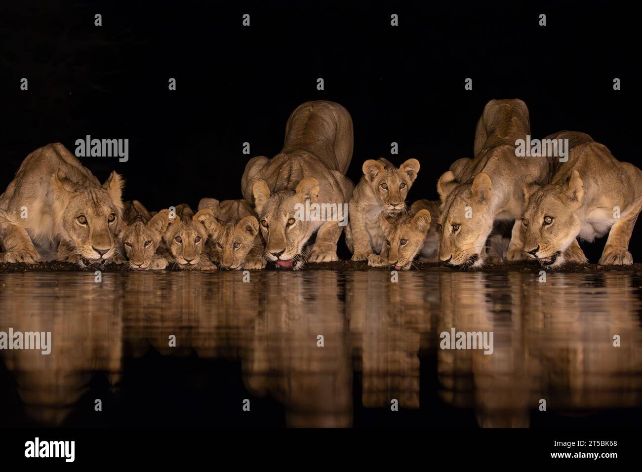 Four adult lionesses with five cubs drinking from a pond at night in ...