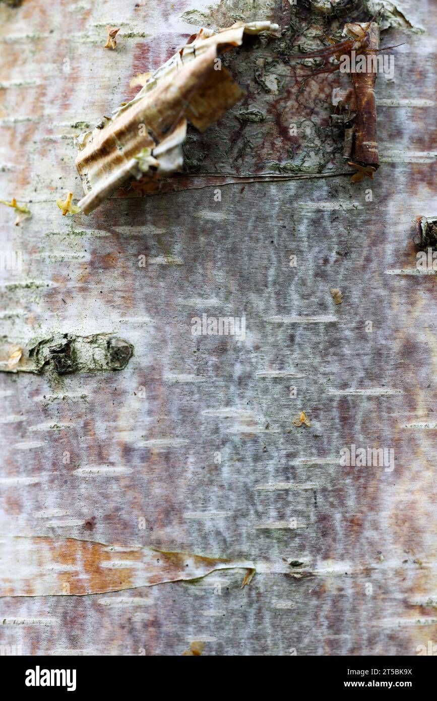 Young birch betula tree hi-res stock photography and images - Alamy