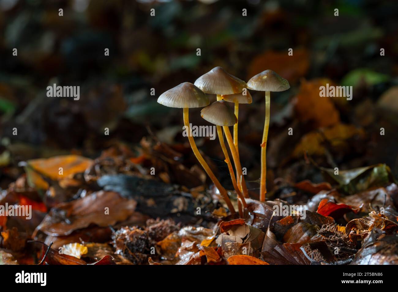 Mycena sp Fungi in Woodland Stock Photo - Alamy