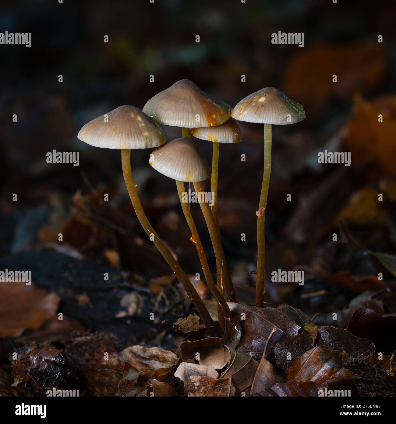 Mycena sp Fungi in Woodland Stock Photo - Alamy