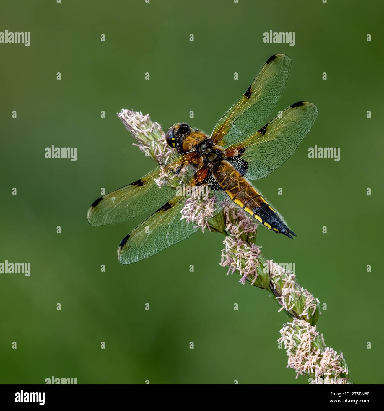 Four Spotted Chaser Dragonfly (Libellula quadrimaculata) on Grass Stalk ...