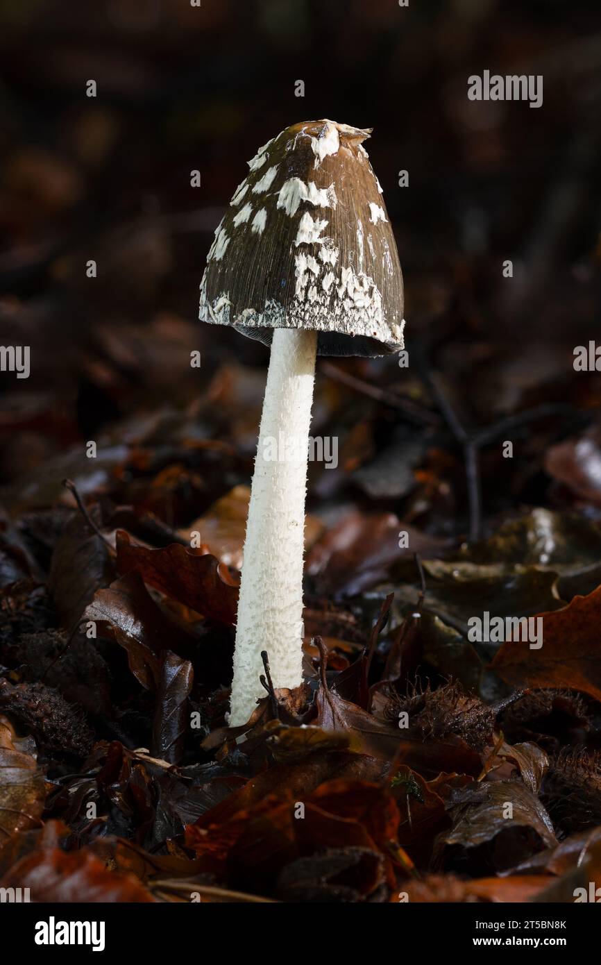 Magpie Inkcap Fungus (Coprinopsis picacea Stock Photo - Alamy
