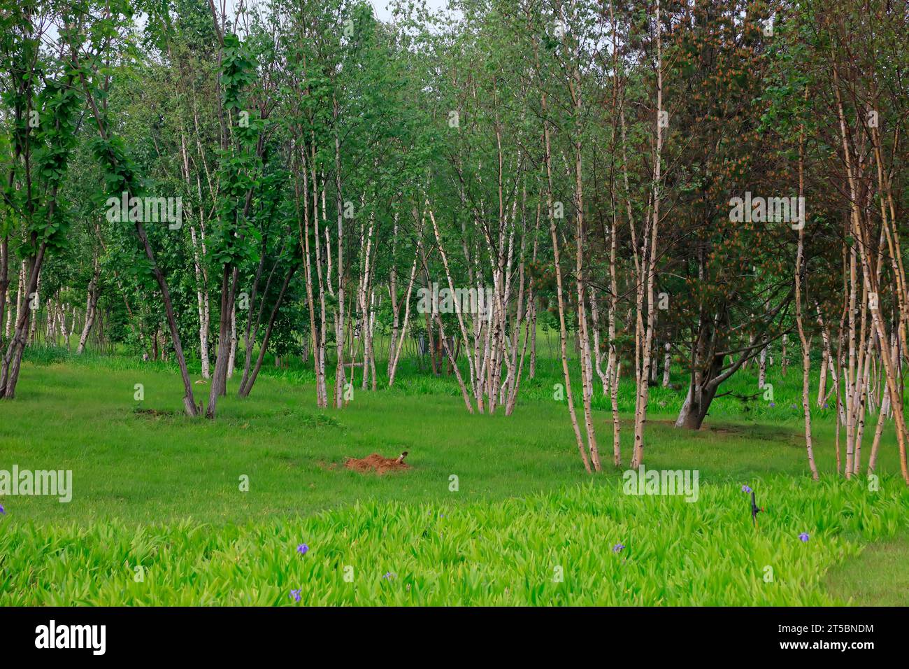 Betula platyphylla in the natural environment Stock Photo - Alamy