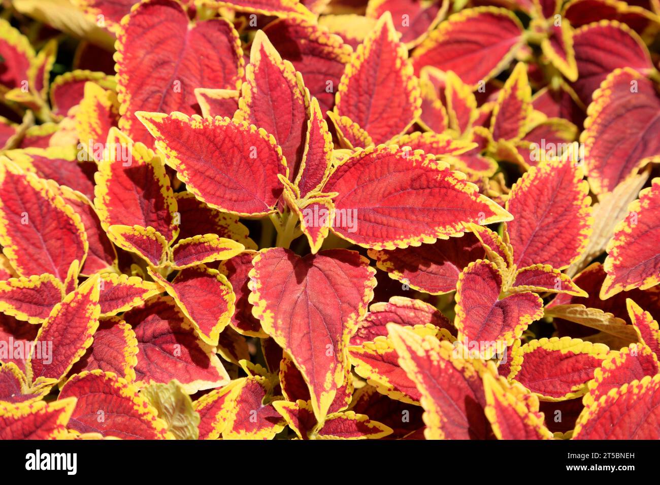 Coleus planting hi-res stock photography and images - Alamy