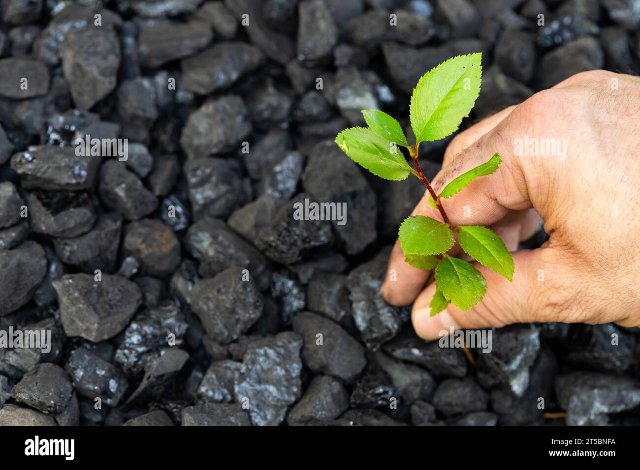 hand planting green plant on black coal, Environmental concept ...