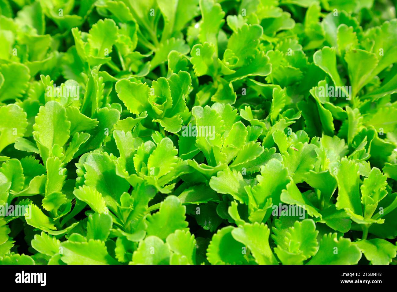 Leaf vane hi-res stock photography and images - Alamy