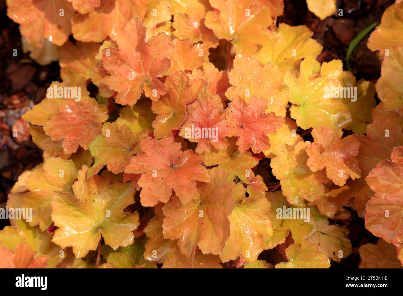 Alum root in the wild Stock Photo - Alamy
