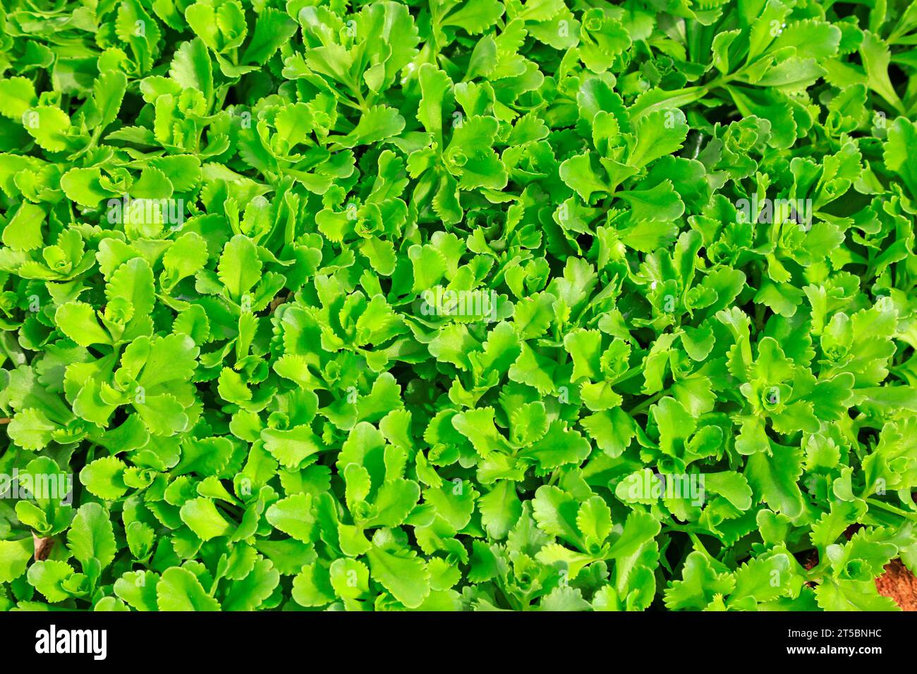 Vane leaves in nature Stock Photo - Alamy