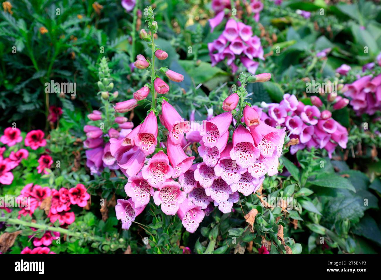 flower of the herb Rehmannia Stock Photo - Alamy