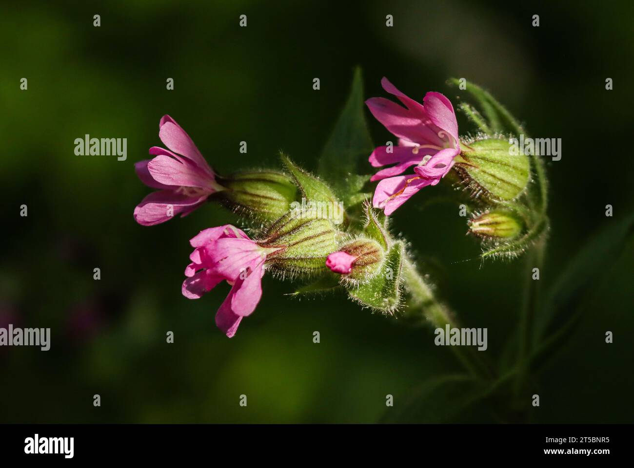 Red campion, red catchfly (Silene dioica) growing in grassy meadows ...