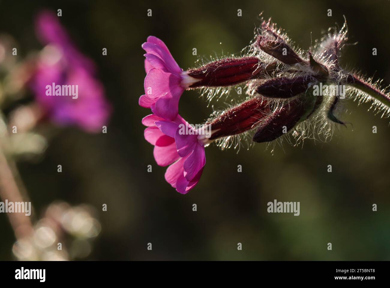 Red campion, red catchfly (Silene dioica) growing in grassy meadows ...