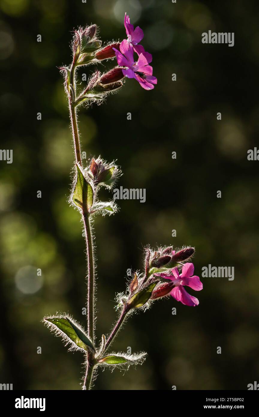 Campion rouge silene dioica caryophyllaceae hi-res stock photography ...
