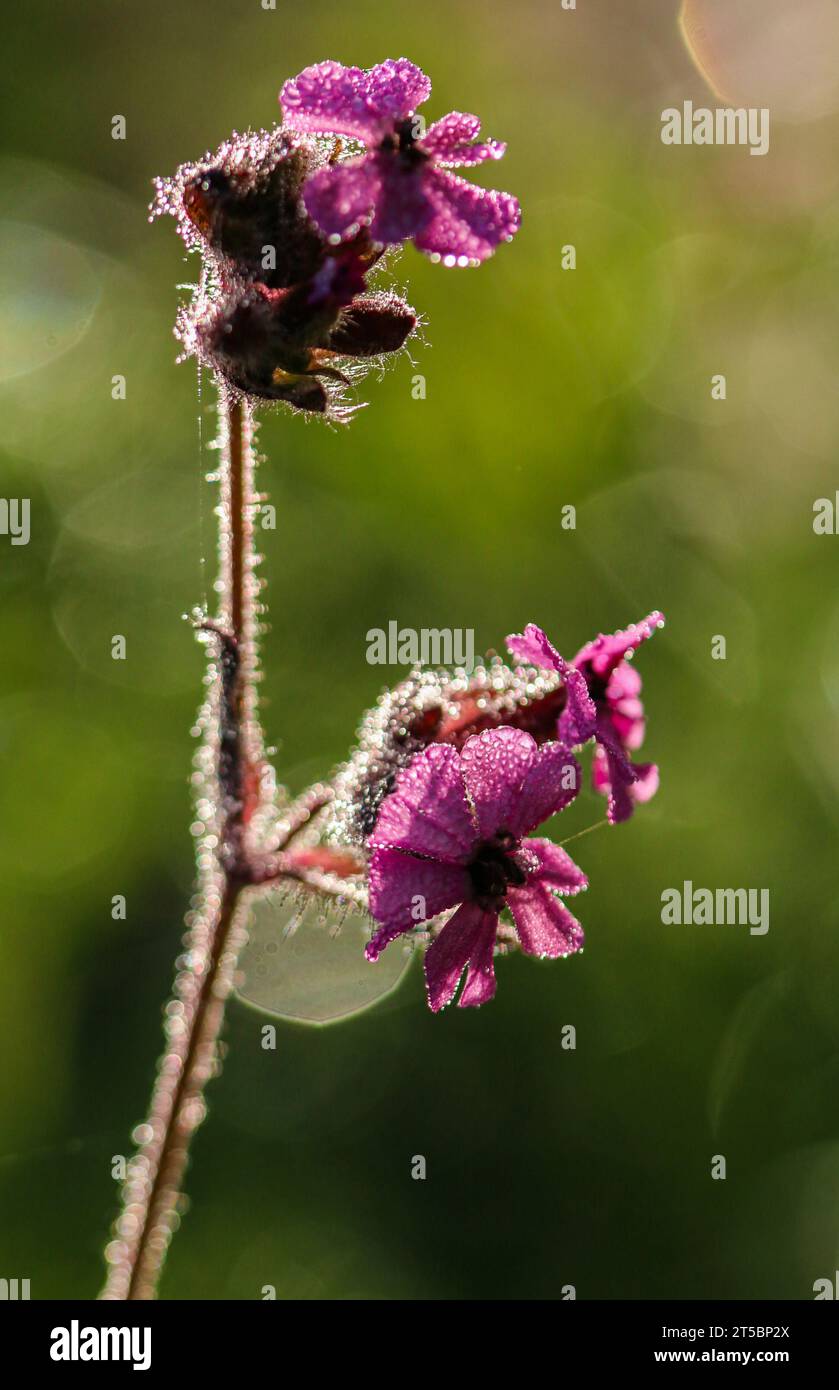 Red campion, red catchfly (Silene dioica) growing in grassy meadows ...
