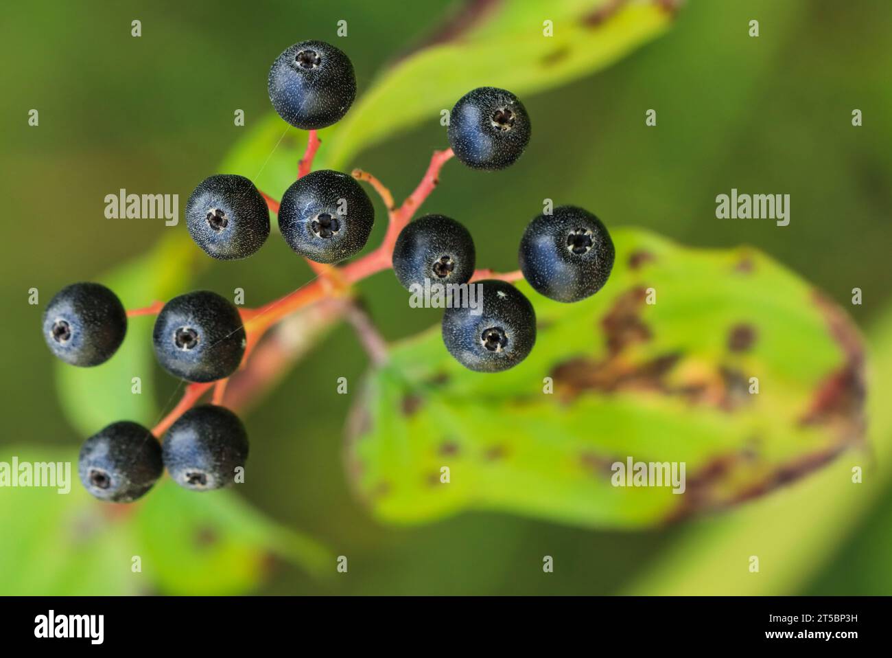 Berries of dogwood (Cornus sanguinea Stock Photo - Alamy