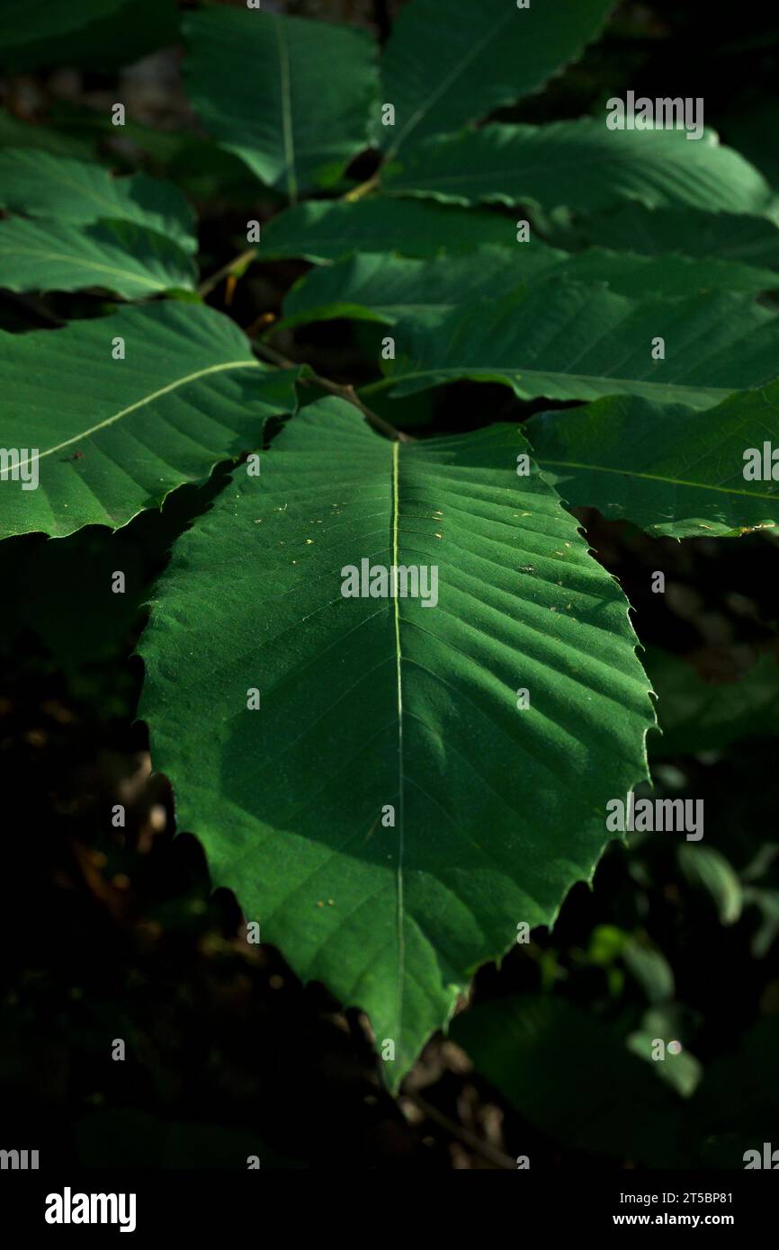 Deep green chestnut leaf with details of the vertical branches in dark ...