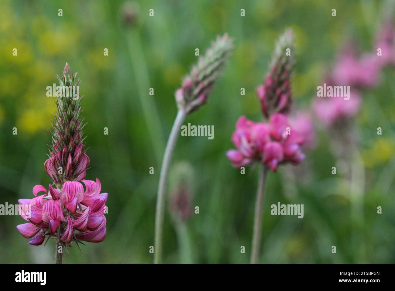 Common sainfoin in the meadow (Onobrychis viciifolia Stock Photo - Alamy