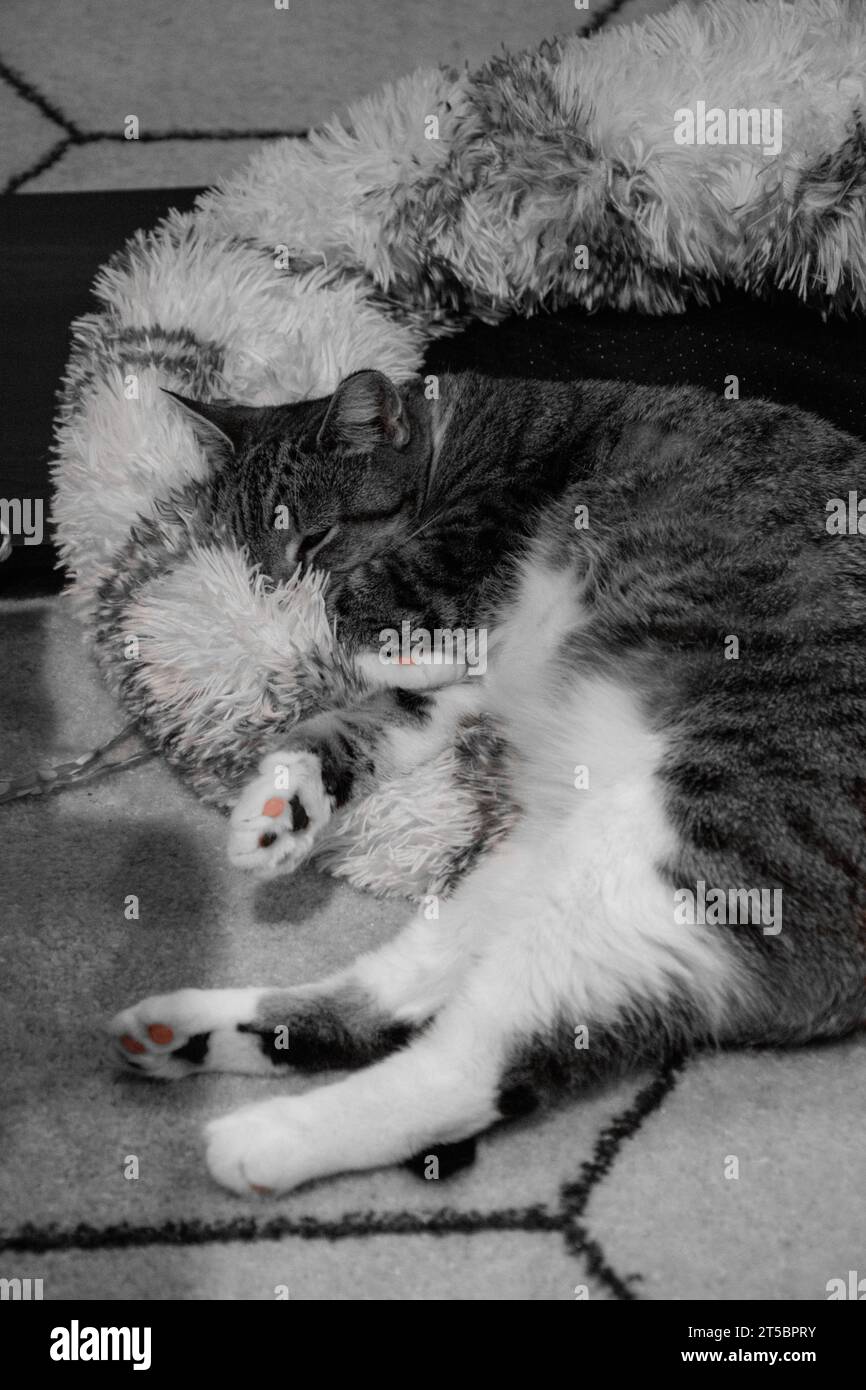 Domestic short-hair cat, lying in her white and grey cat bed, taking a ...