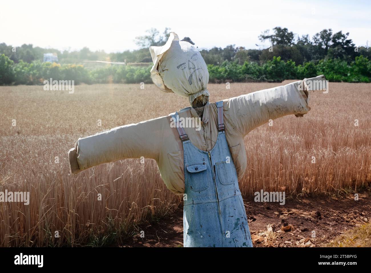 A scarecrow guarding a farmer's field Stock Photo - Alamy