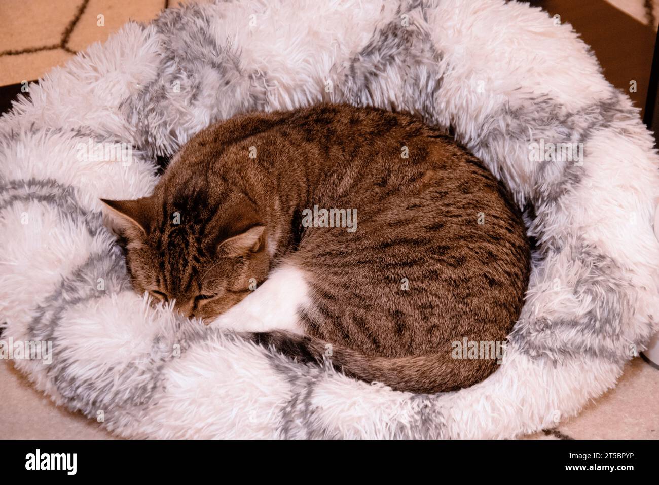 Domestic short-hair cat, lying in her white and grey cat bed, taking a ...
