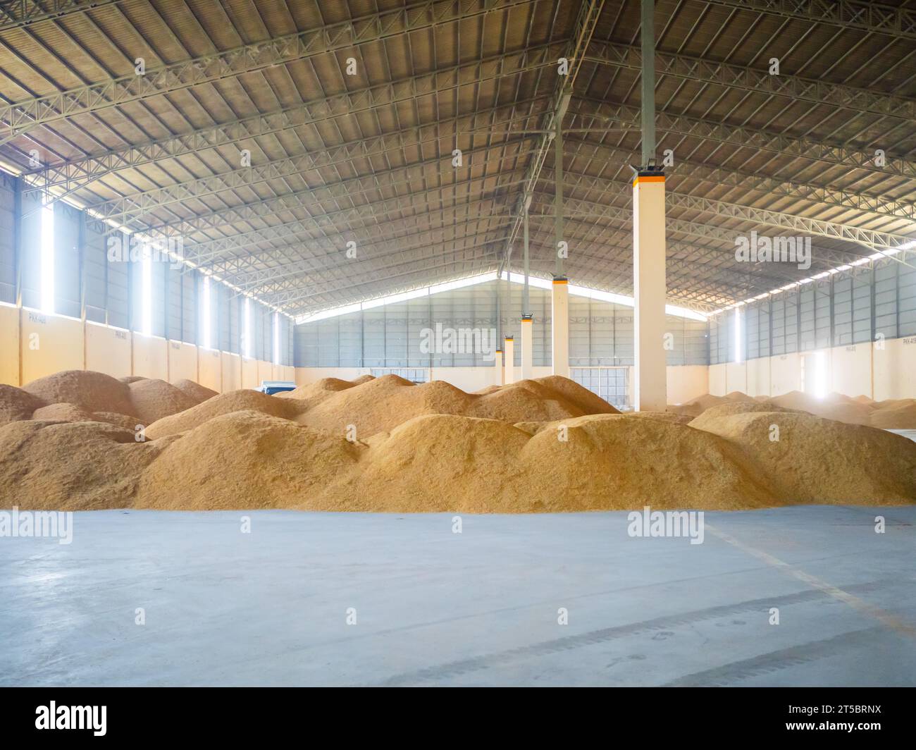 Bulk storage warehouse for paddy rice, pile of paddy inside a huge ...