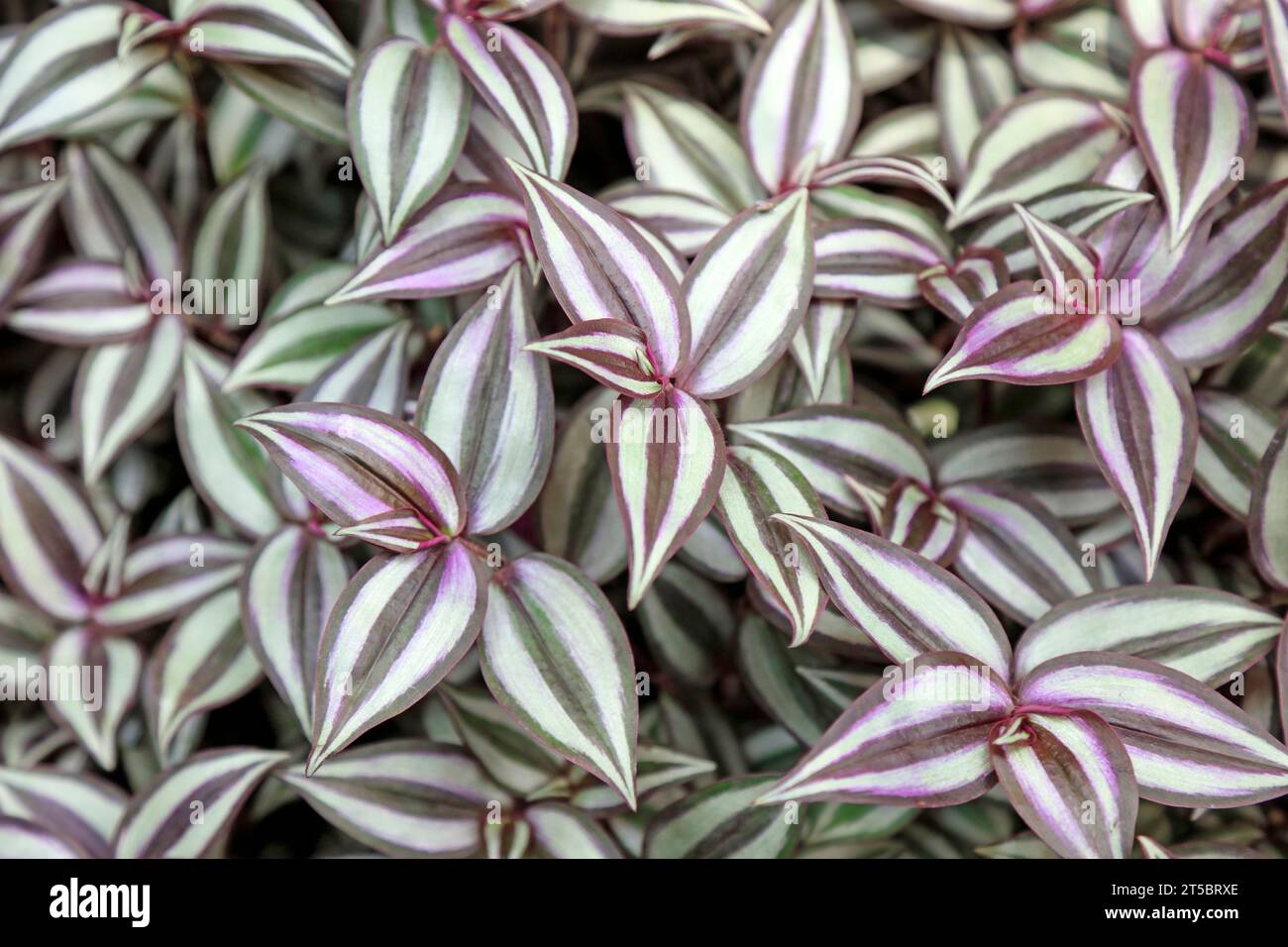 Wandering jew plants hi-res stock photography and images - Alamy