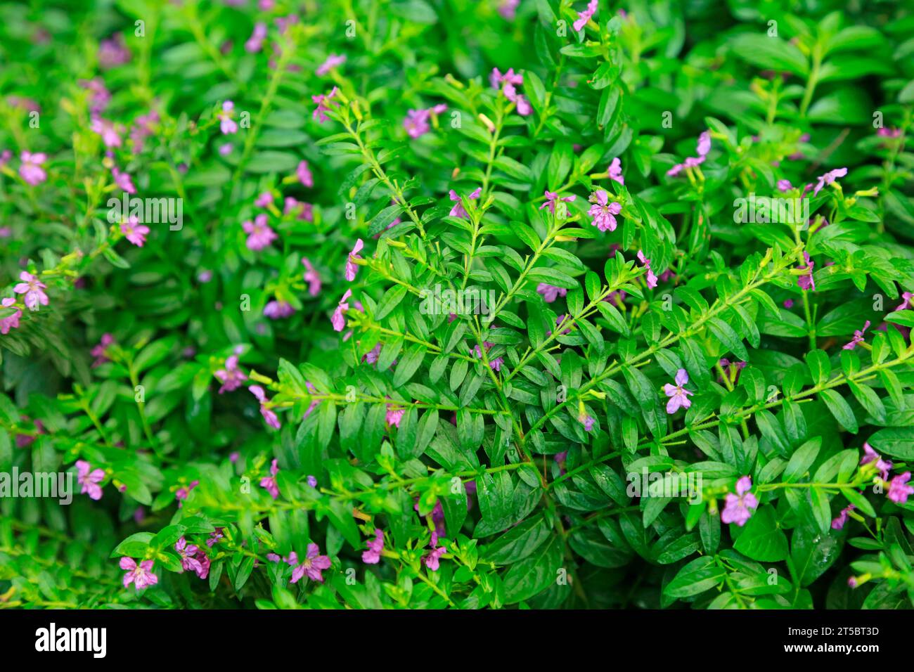 Cuphea hookeriana hi-res stock photography and images - Alamy