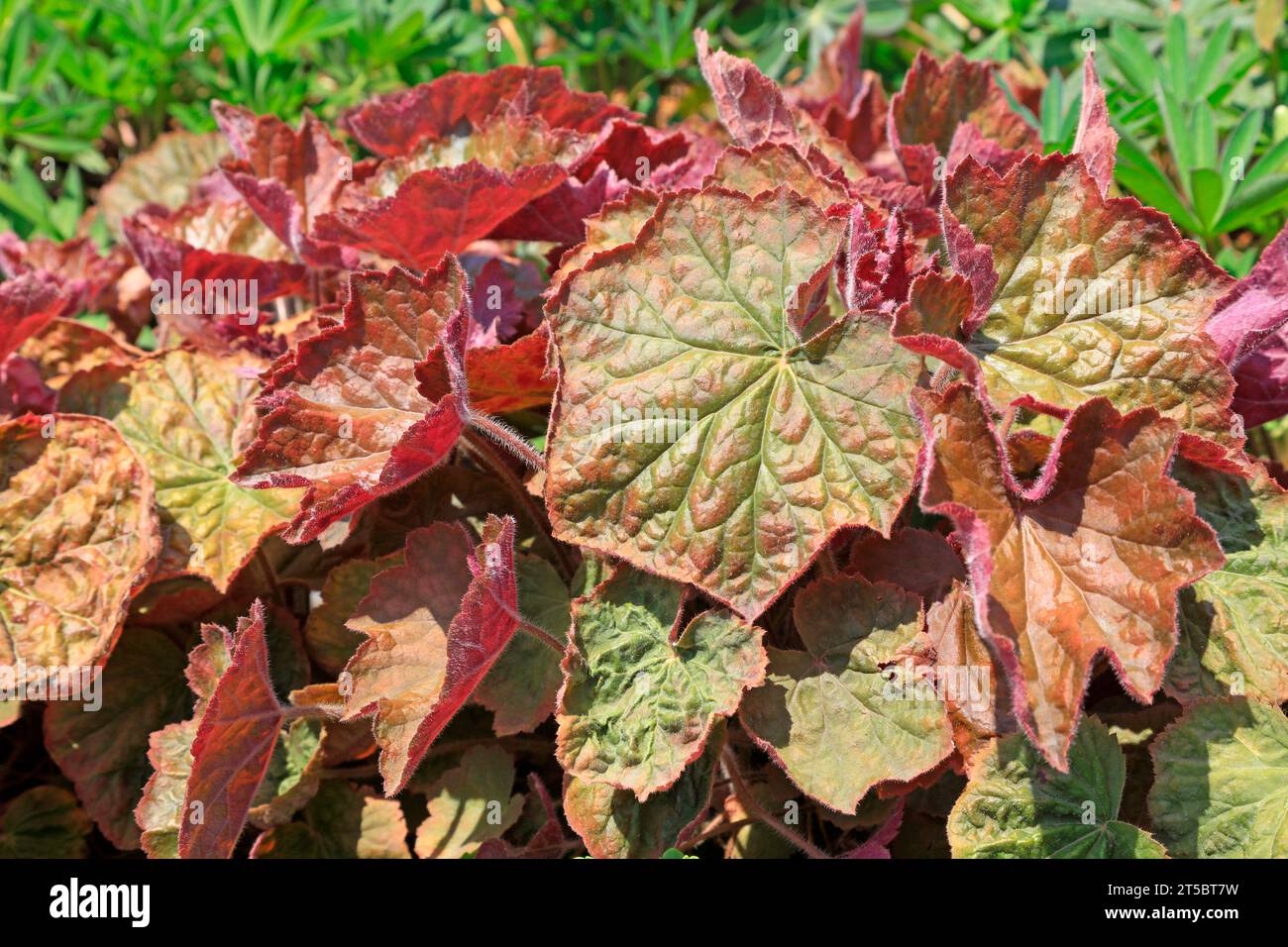 Alum root brown leaf Stock Photo - Alamy