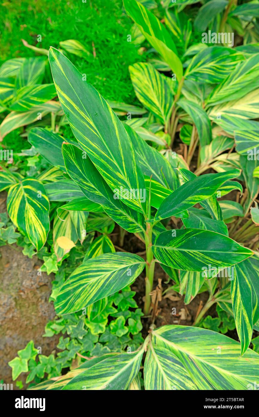 Zingiber zerumbet in a park Stock Photo - Alamy