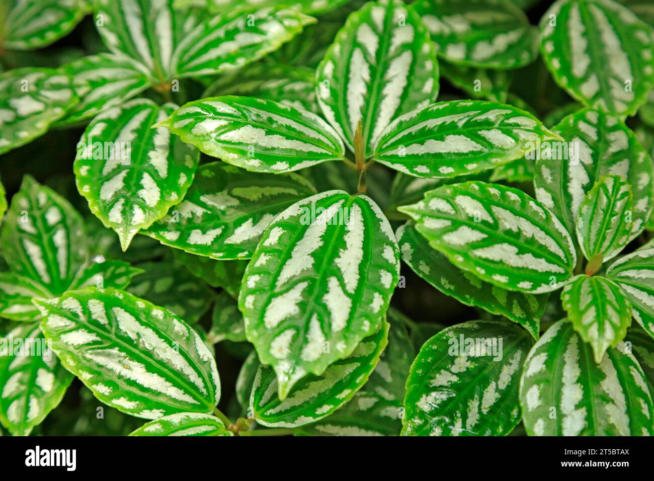 clear weed in a park Stock Photo - Alamy