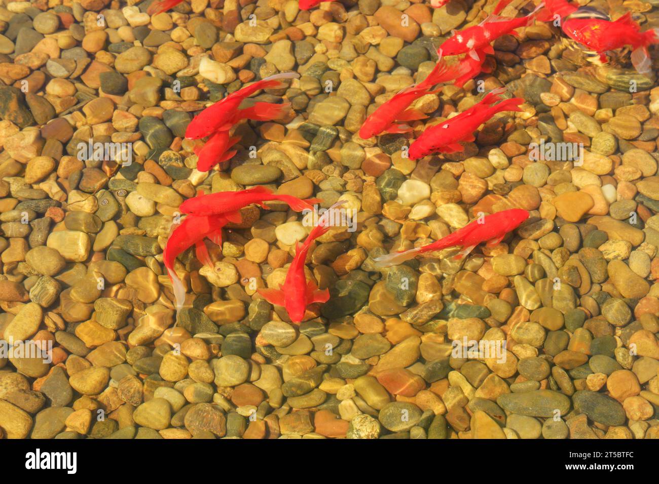 Koi in the clear pool Stock Photo - Alamy