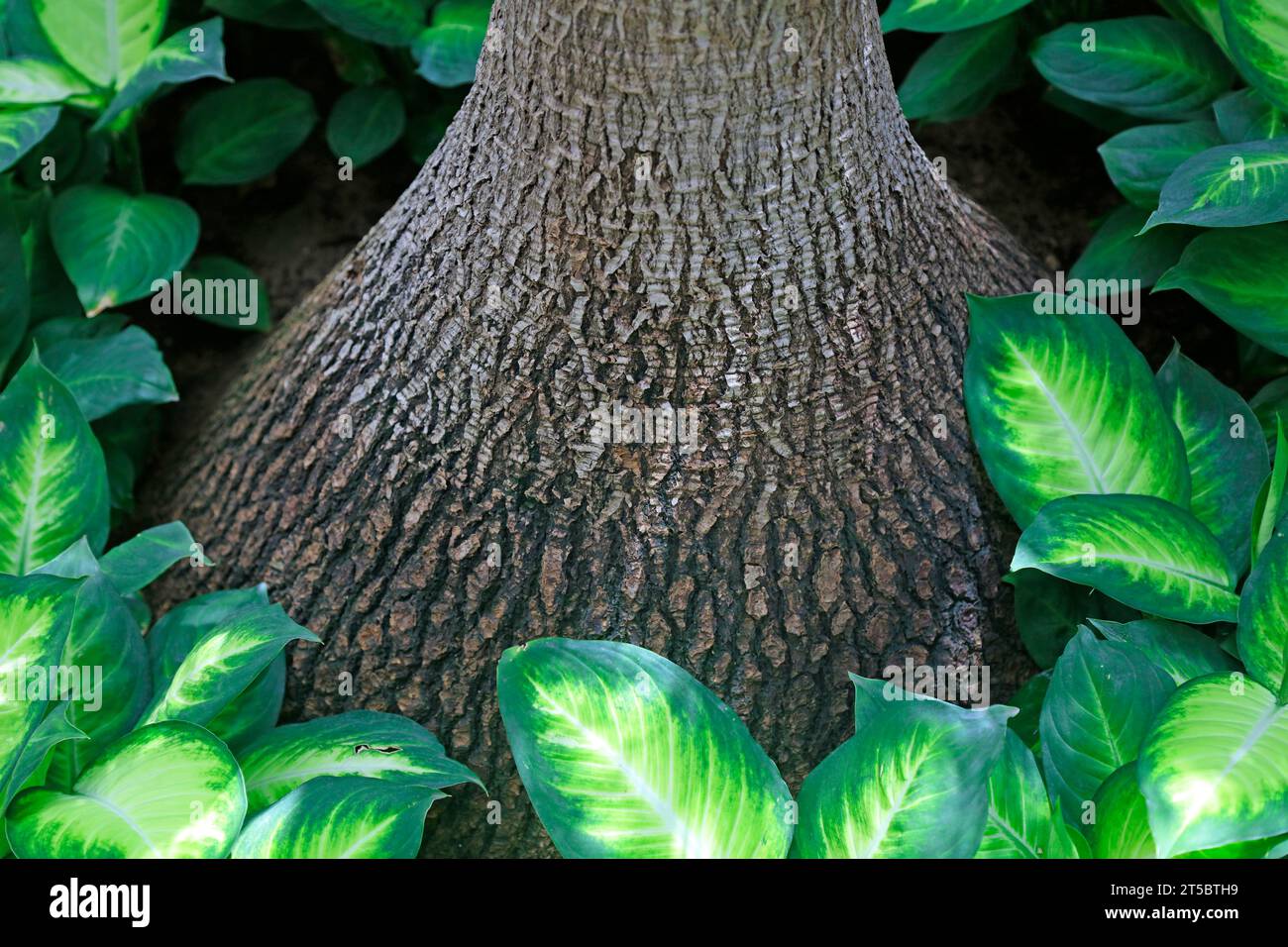 Elephantfoot hi-res stock photography and images - Alamy